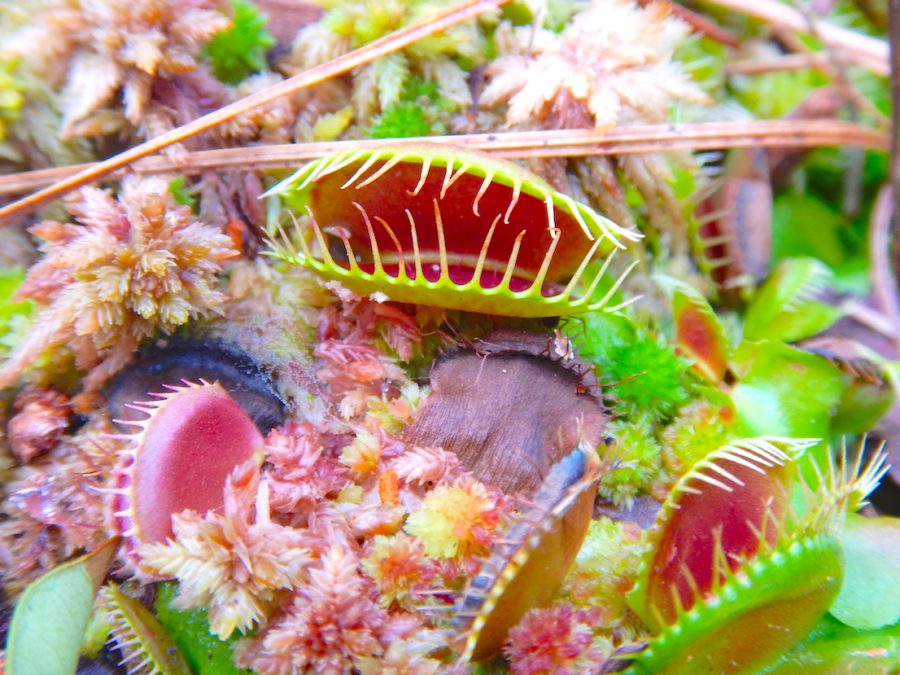Hiking North Carolina’s Venus Flytrap Trail